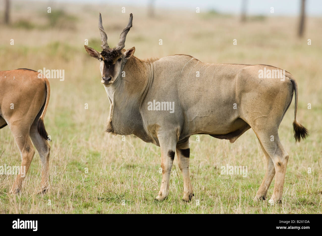 Common Eland (Tragelaphus oryx) male and female Stock Photo - Alamy