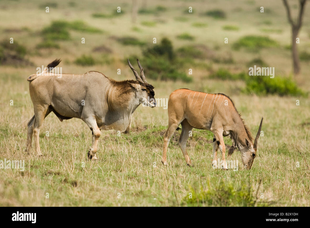 Common Eland (Tragelaphus oryx) male and female Stock Photo - Alamy