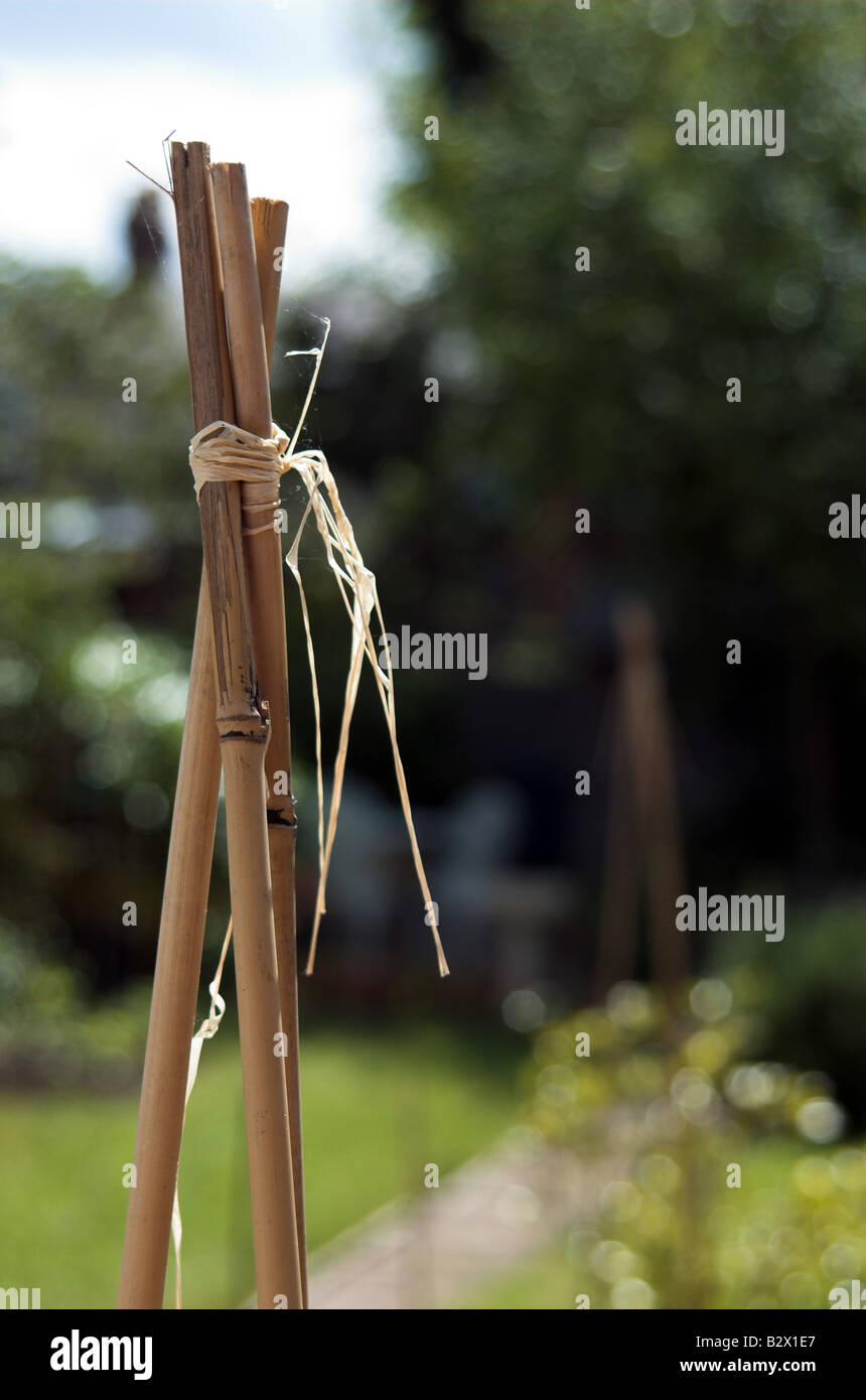 Tied bamboo canes in garden Stock Photo - Alamy
