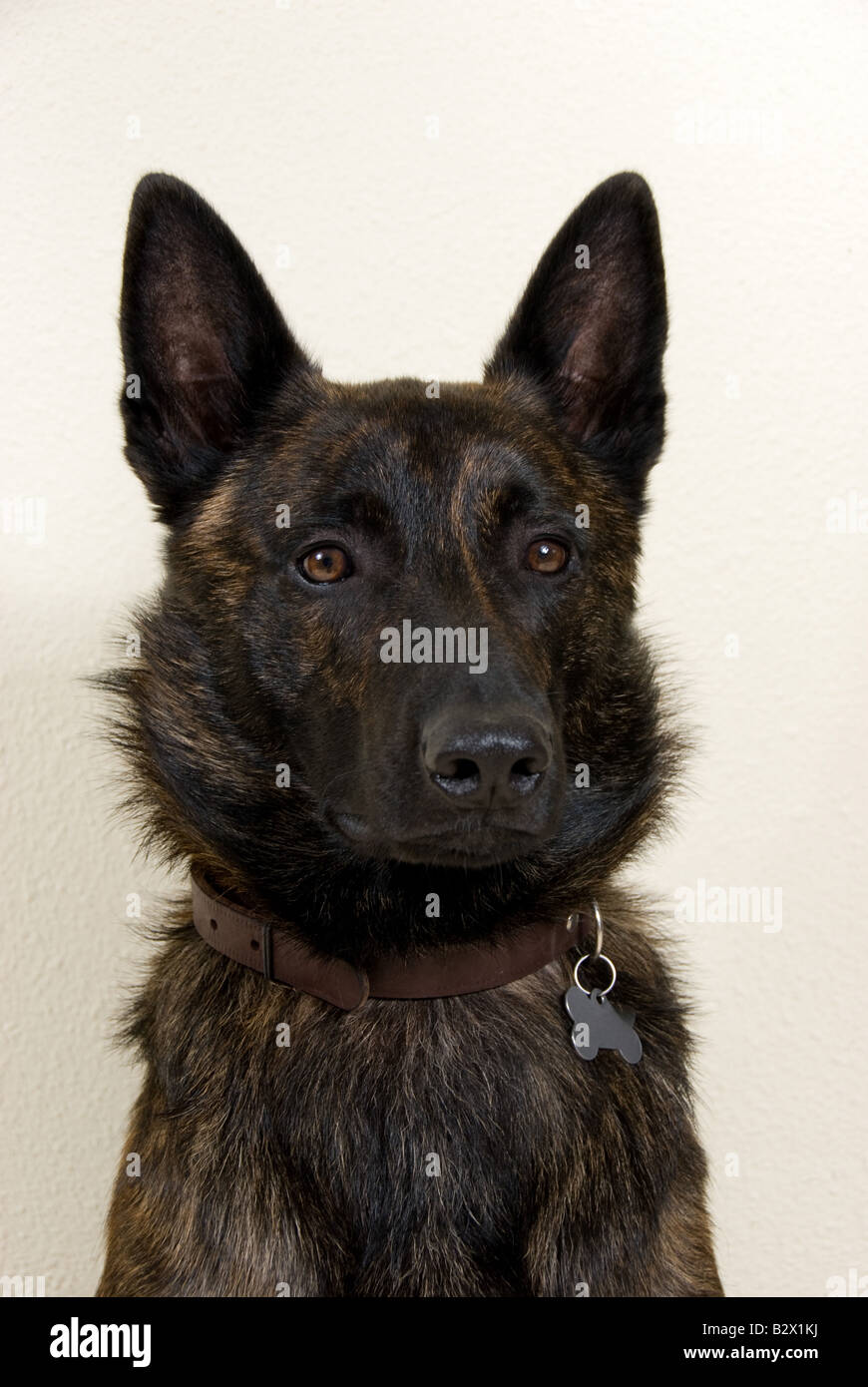 Dutch Shephard Pedigree Dog Stock Photo - Alamy