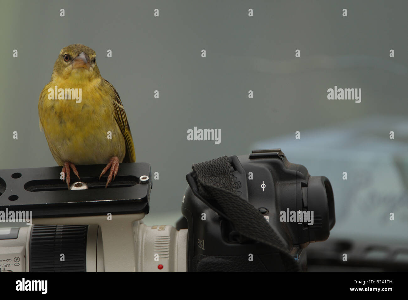 Oscine birds hi-res stock photography and images - Alamy