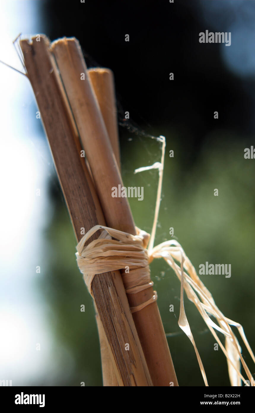 Raffia tying up bamboo cane sticks to prop out vegetable growth Stock ...