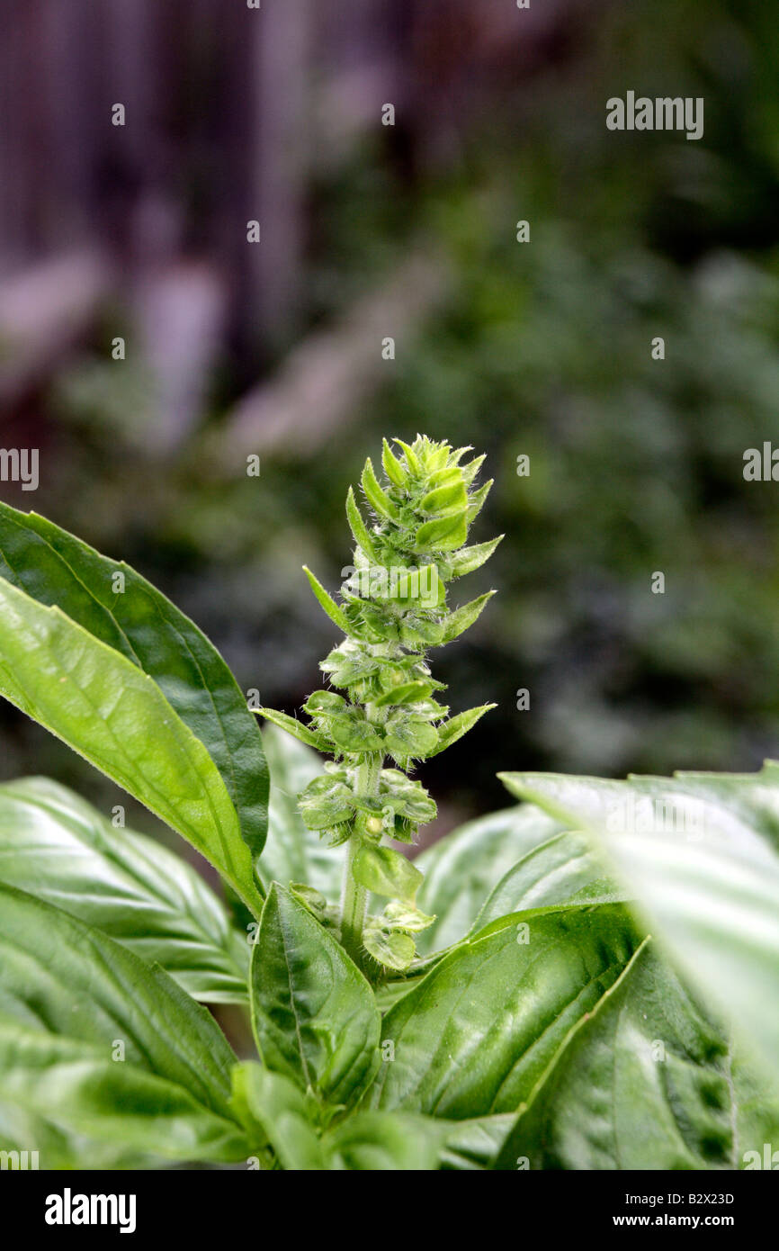 Sweet basil blooming hi-res stock photography and images - Alamy