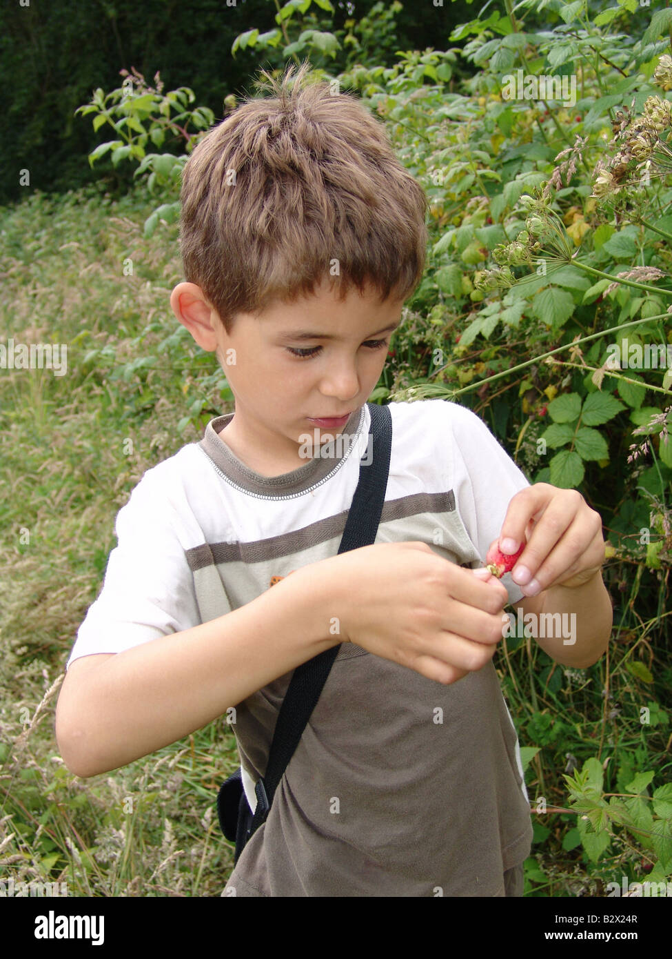 A boy holding a raspberry near Bridlington, England Stock Photo - Alamy