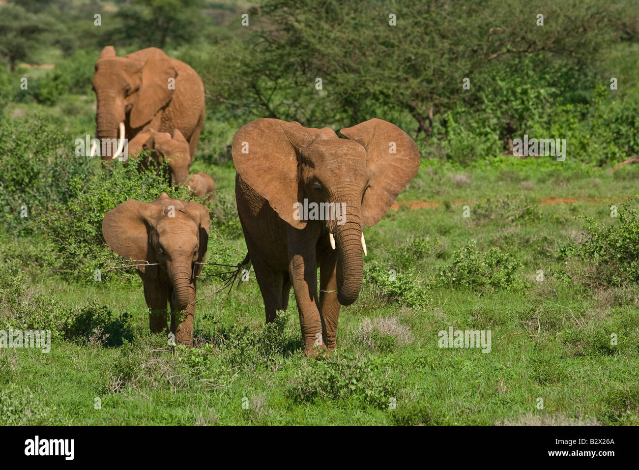 Baby elephant with siblings hi-res stock photography and images - Alamy