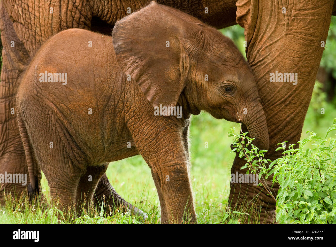 African Elephant (Loxodonta Africana) red elephants of Samburu baby ...