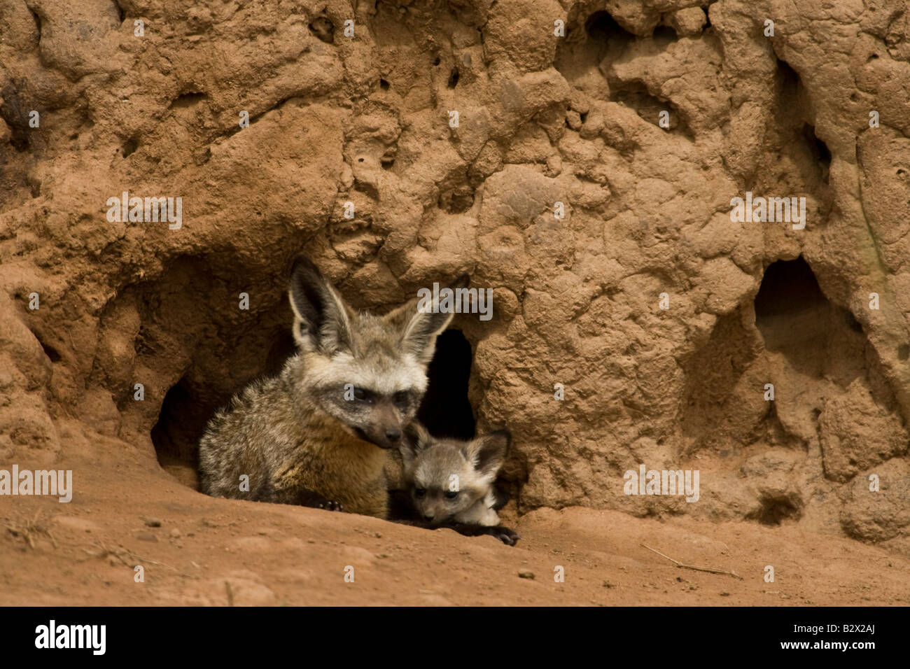 Bat-eared Fox (Otocyon megalotis) den at the base of a termite mound ...