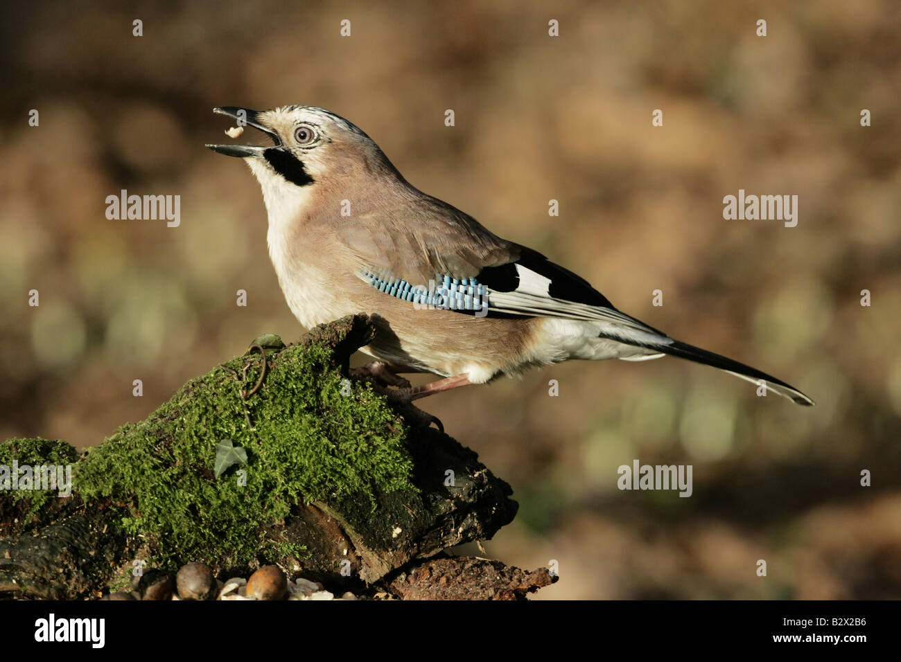European jay uk hi-res stock photography and images - Alamy