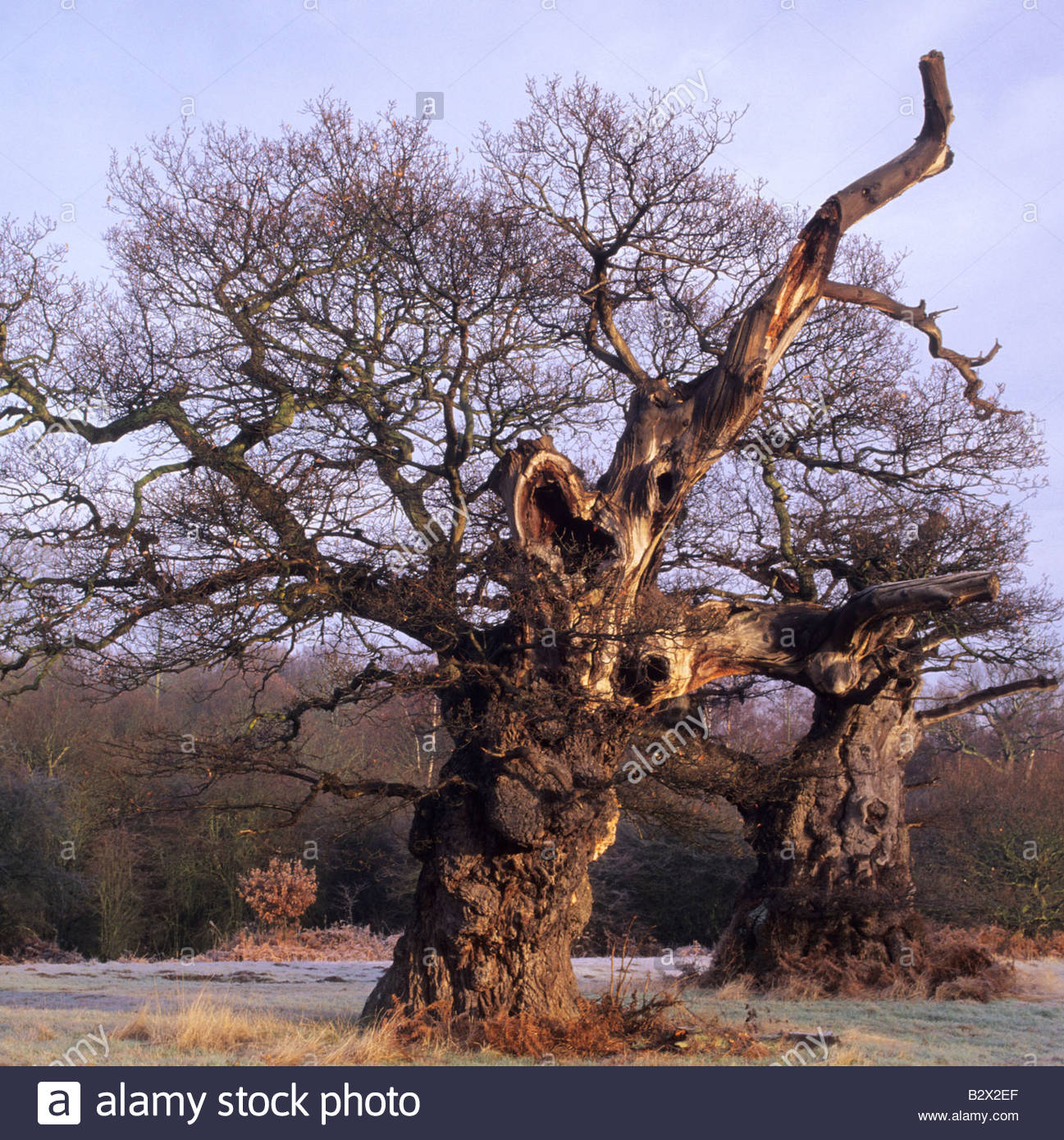 Windsor Great Park Winter Stock Photos & Windsor Great Park Winter ...