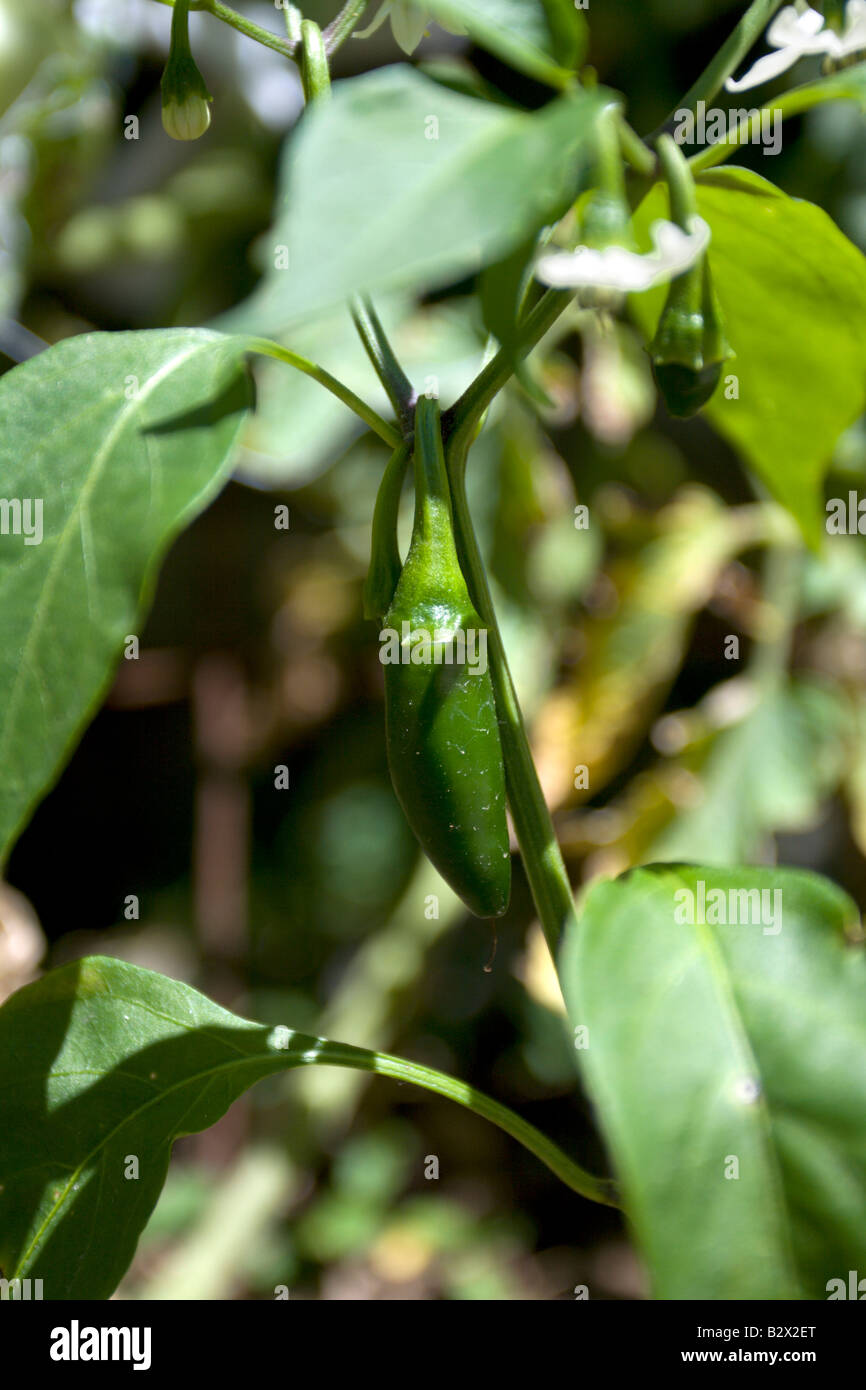Jalapeño pepper on stalk Stock Photo - Alamy