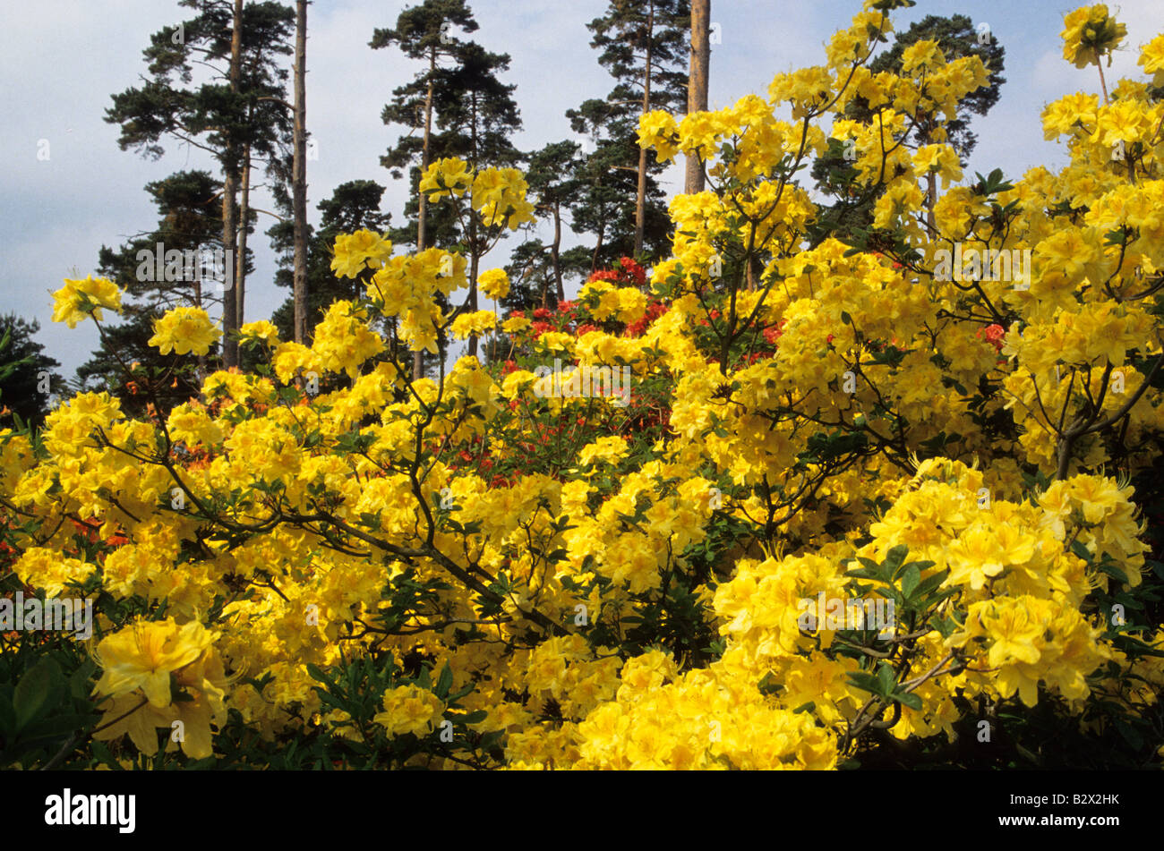 Exbury Azalea High Resolution Stock Photography and Images - Alamy
