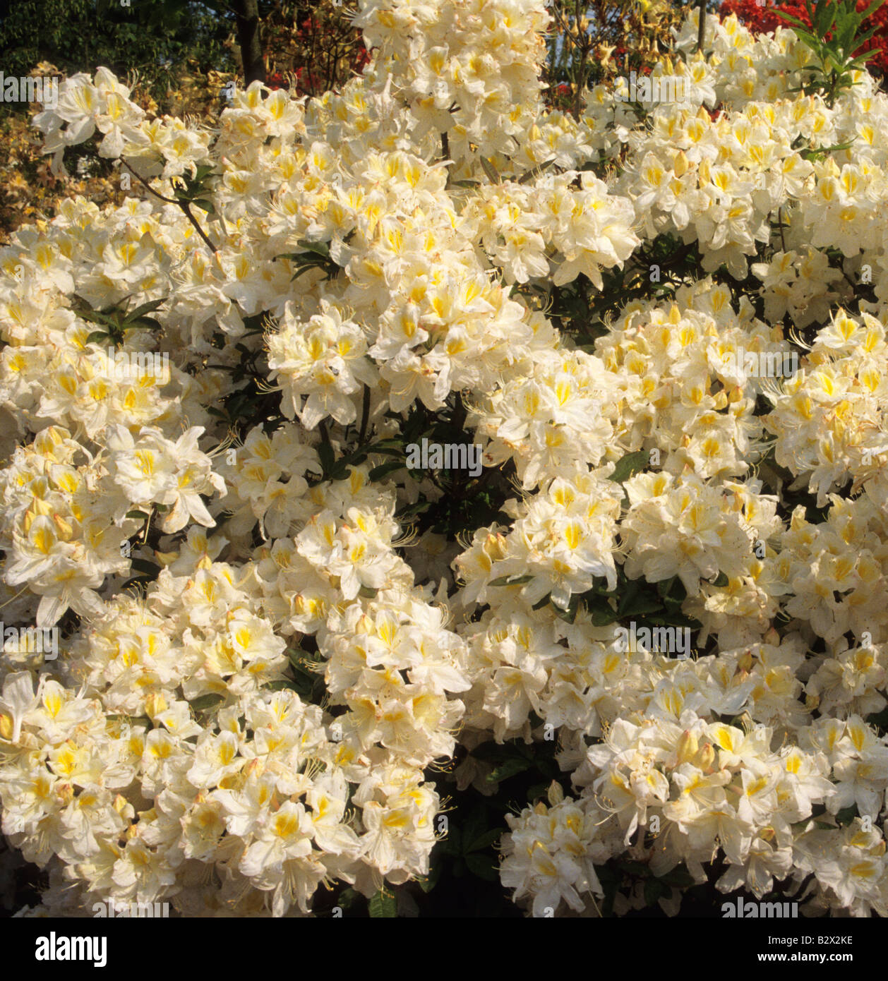 exbury azalea Rhododendron Persil Stock Photo - Alamy