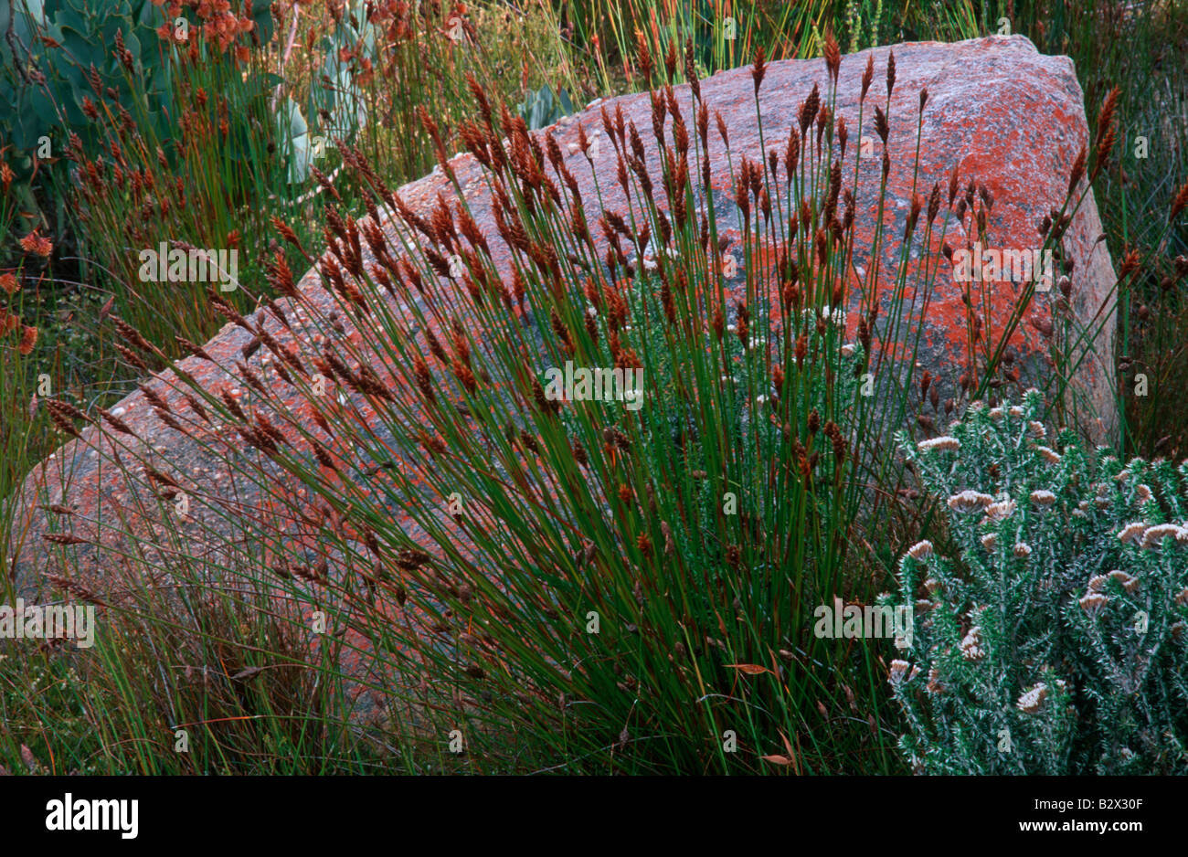 Sandstone fynbos species hi-res stock photography and images - Alamy