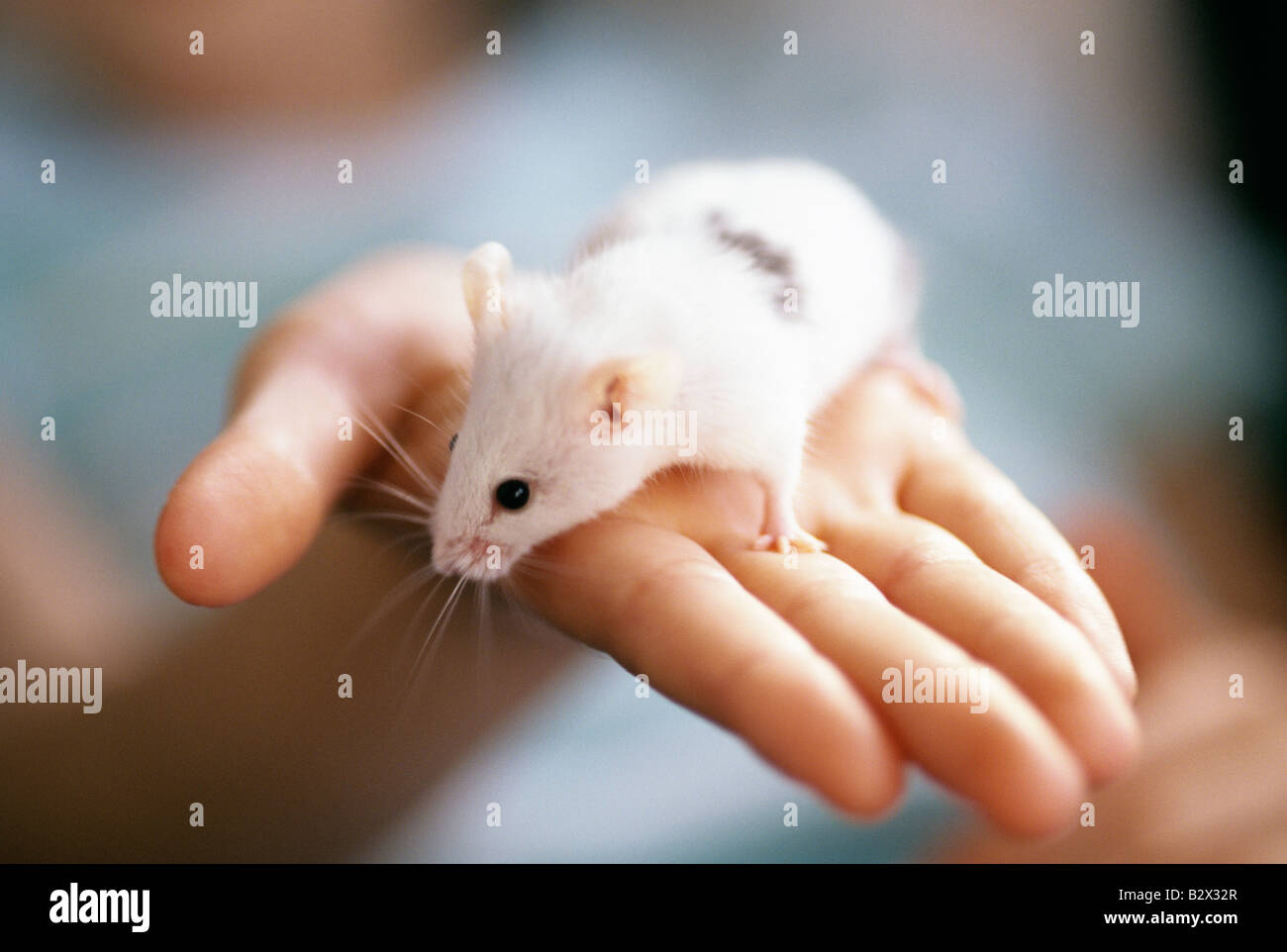 Young girl 9 years old holding a pet mouse in her hands Marysville ...