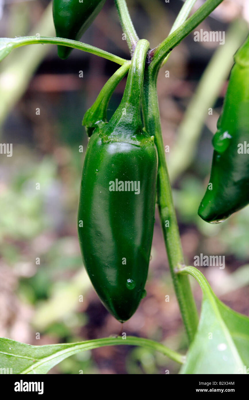 Green pepper stalk hi-res stock photography and images - Alamy