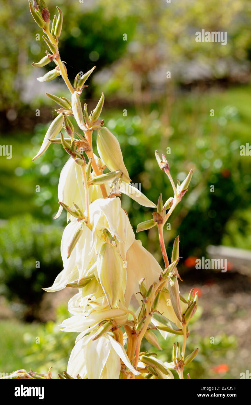 Yucca flower garden hi-res stock photography and images - Alamy