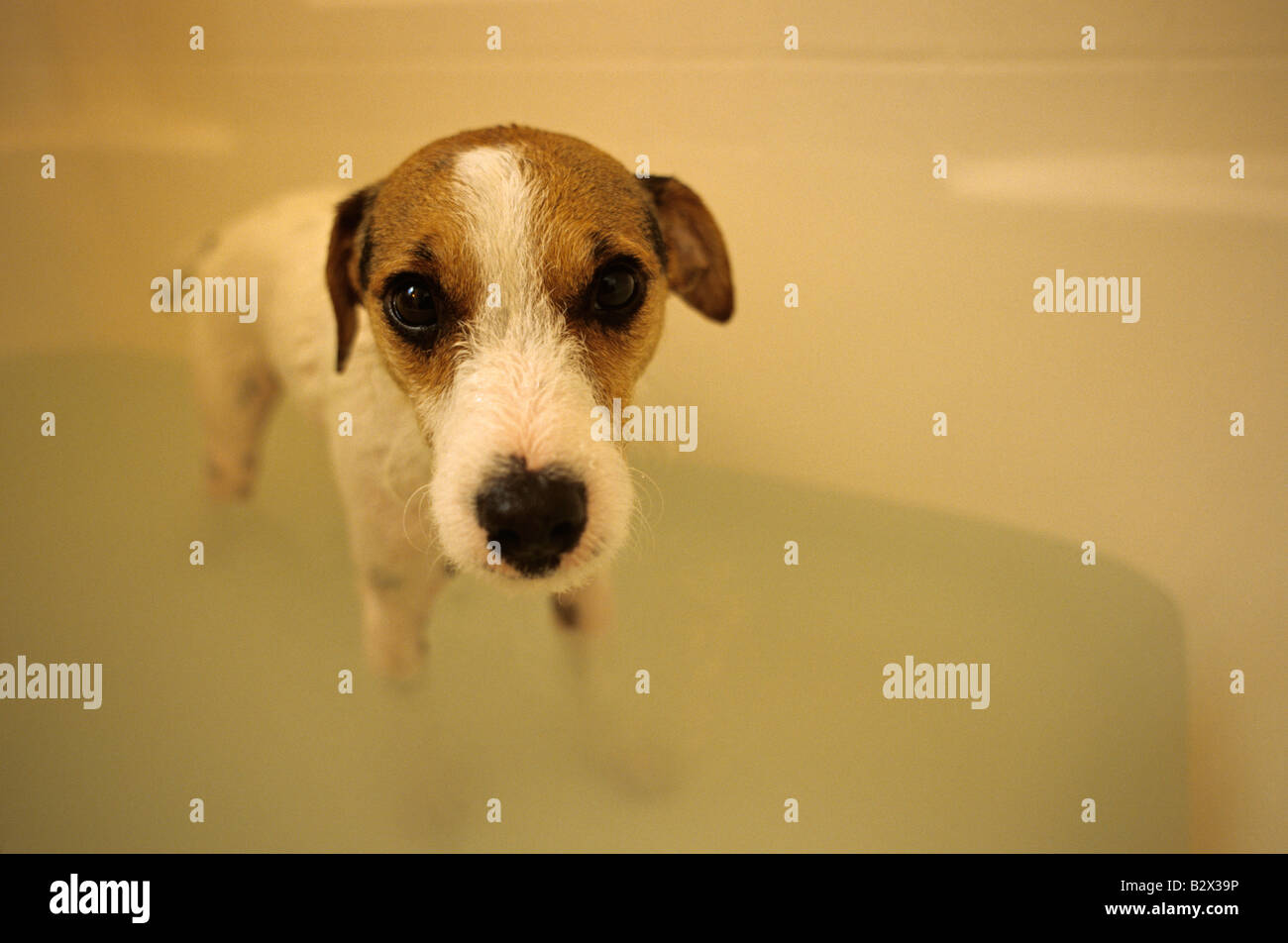 Australian Shepherd Is Afraid Of Water What To Do
