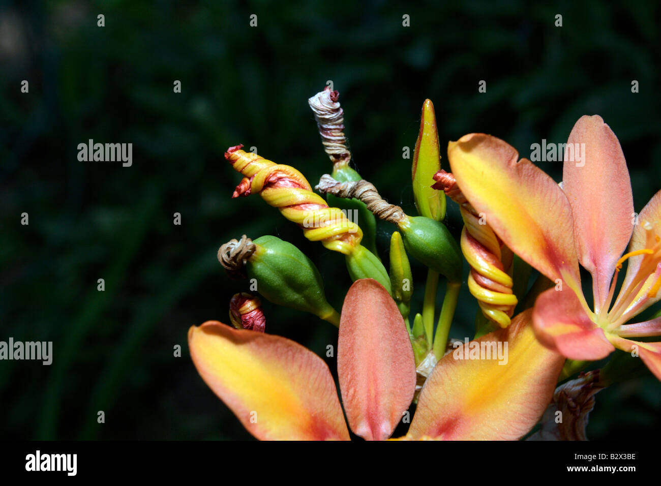Orange lily blossom, showing twisted unopened blossoms Stock Photo - Alamy
