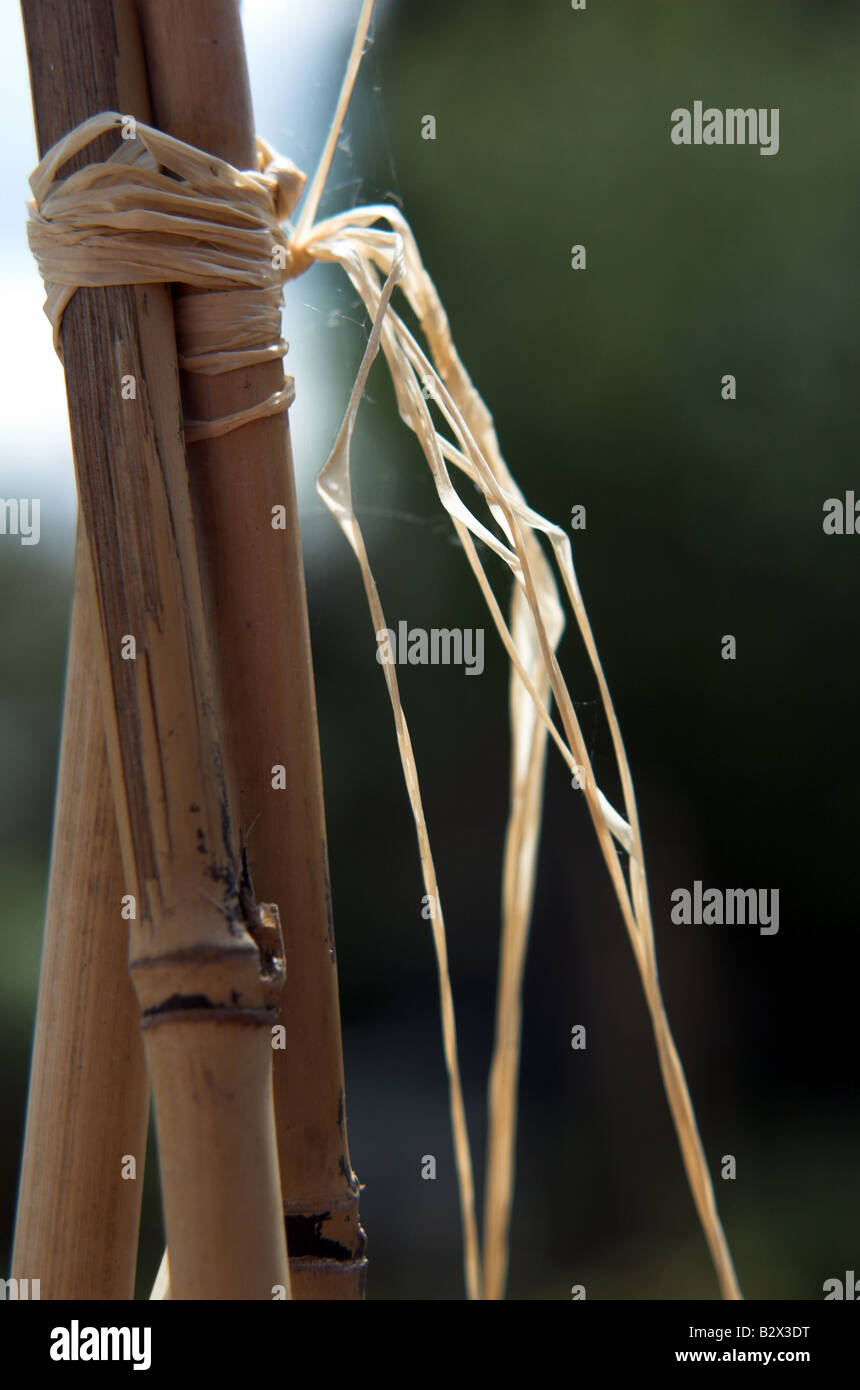 Raffia tying up bamboo cane sticks to prop out vegetable growth Stock ...