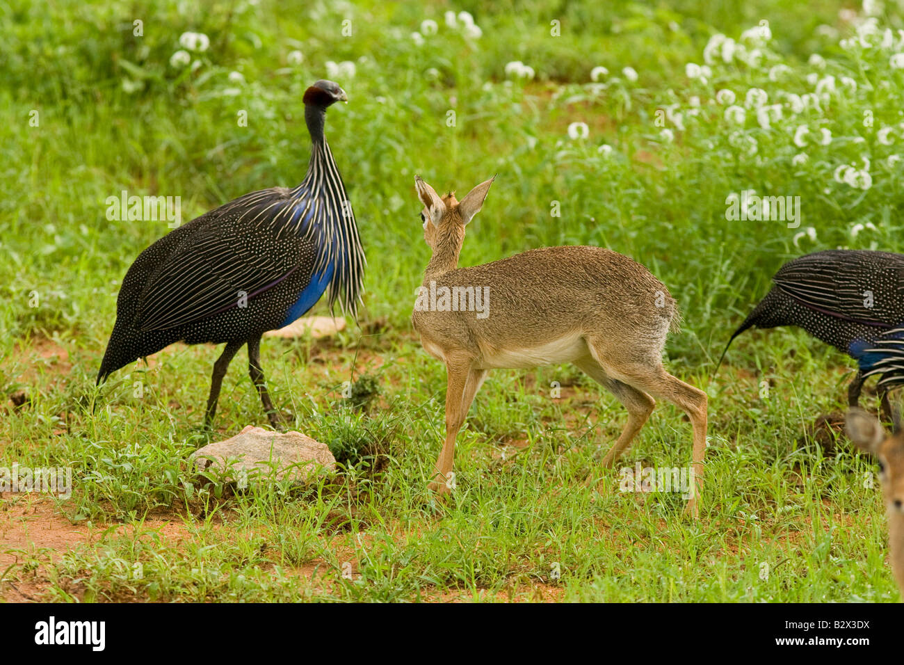 Kirks Dik Dik (Madoqua kirkii Stock Photo - Alamy