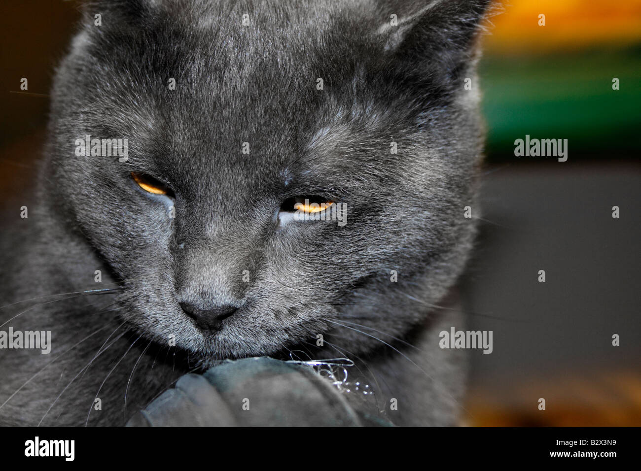 Grey cat sniffing Stock Photo - Alamy