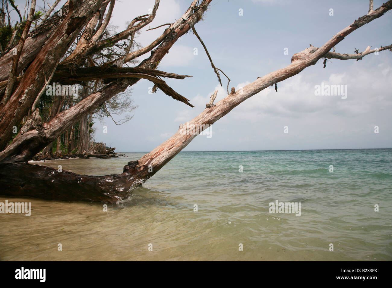 Uprooted and dry trees at havelock island,andaman,india Stock Photo - Alamy