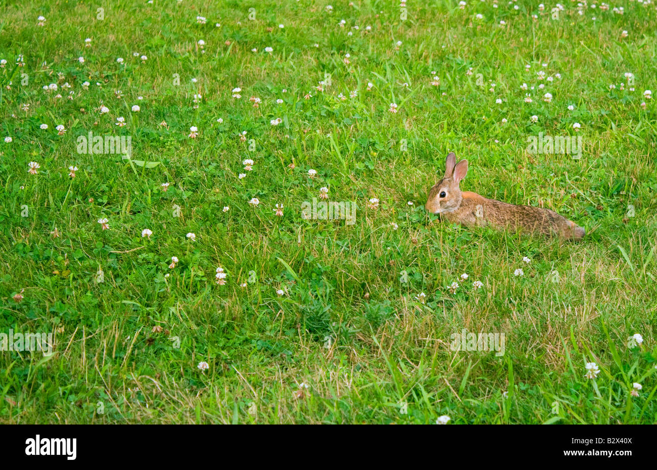 A wild bunny rabbit grazing in the green grass in Connecticut at ...