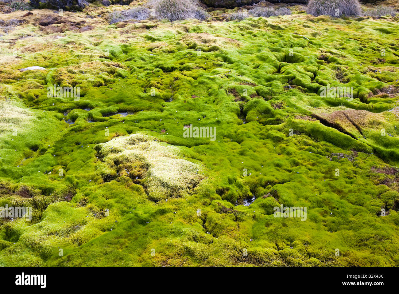 Greenland moss hi-res stock photography and images - Alamy