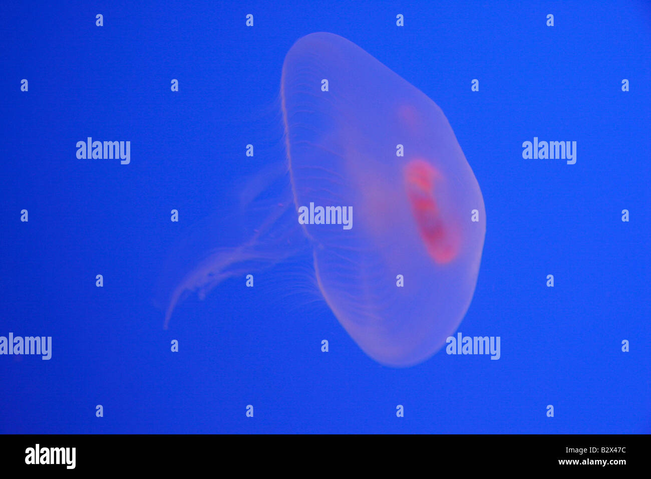 Spineless fish hi-res stock photography and images - Alamy