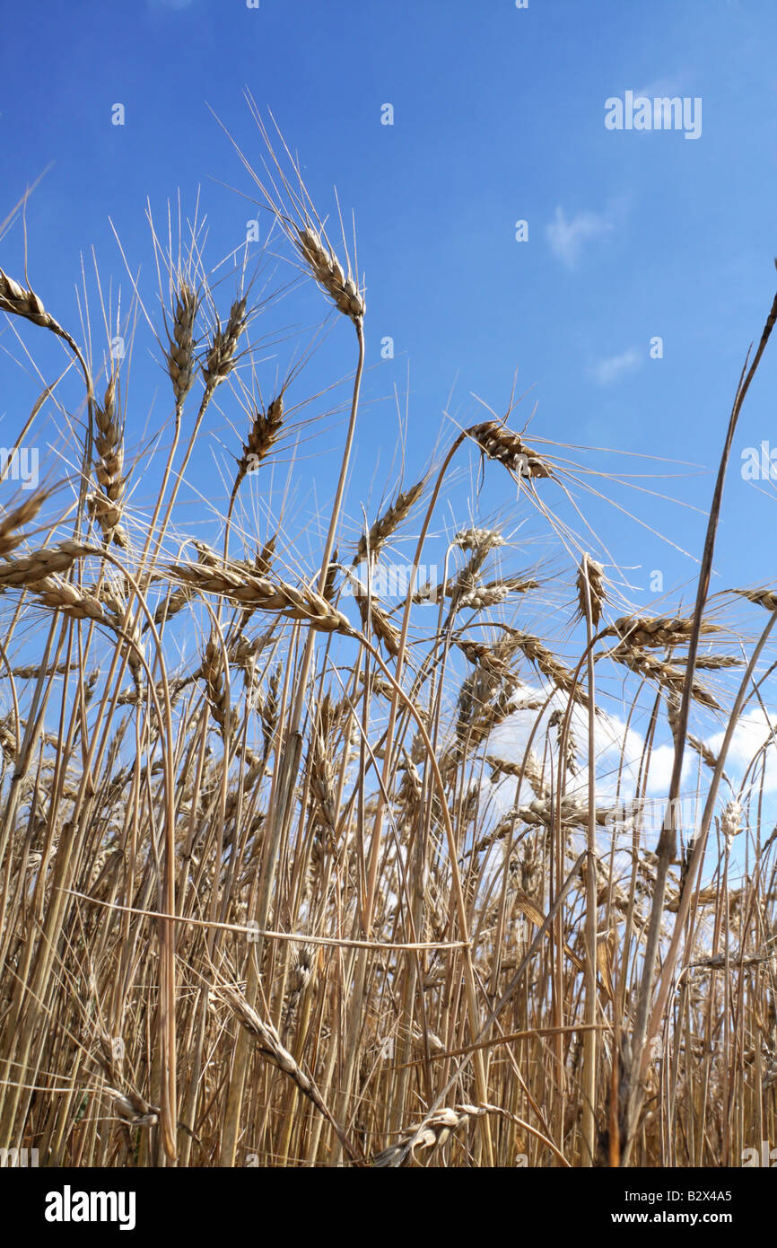 Field of barley Stock Photo - Alamy