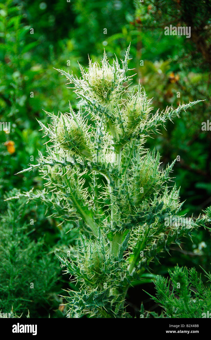 wild plant, Ooty Stock Photo - Alamy