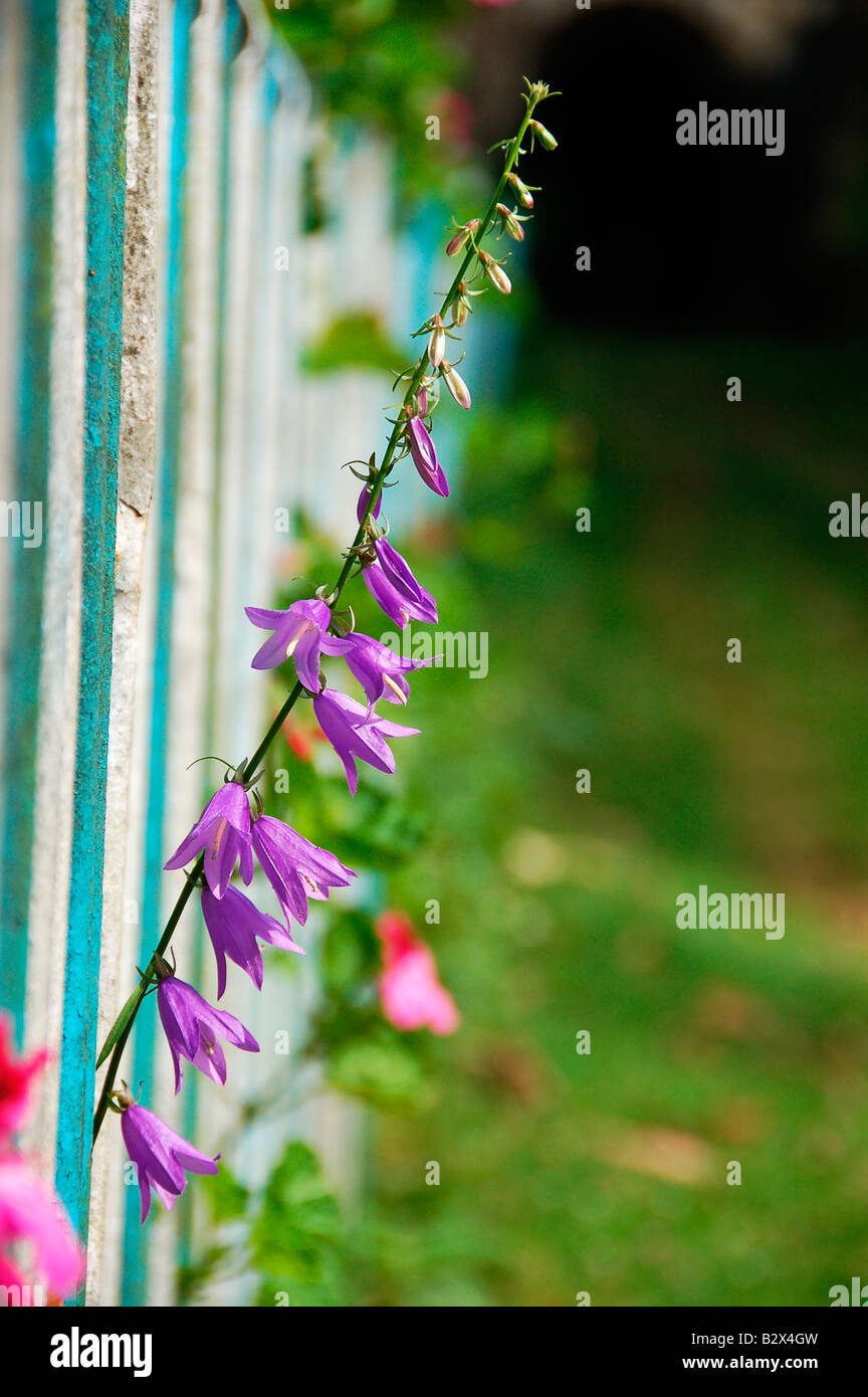 Ooty flower hi-res stock photography and images - Alamy