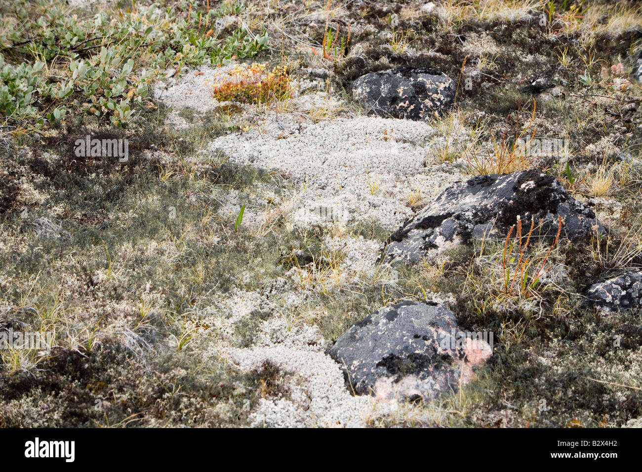 West greenland tundra hi-res stock photography and images - Alamy