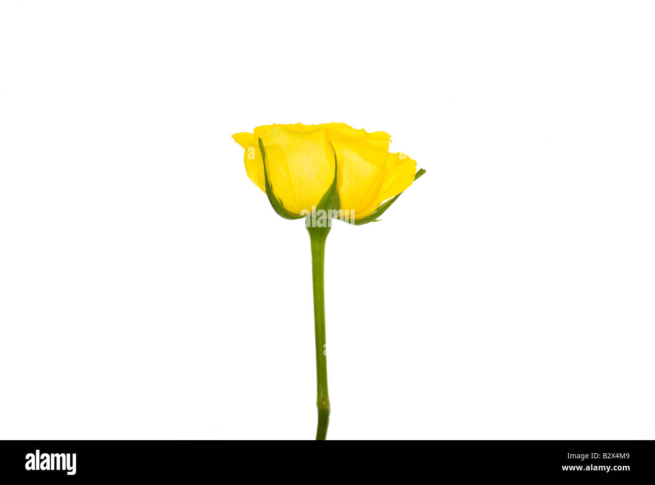 A single yellow rose Stock Photo - Alamy