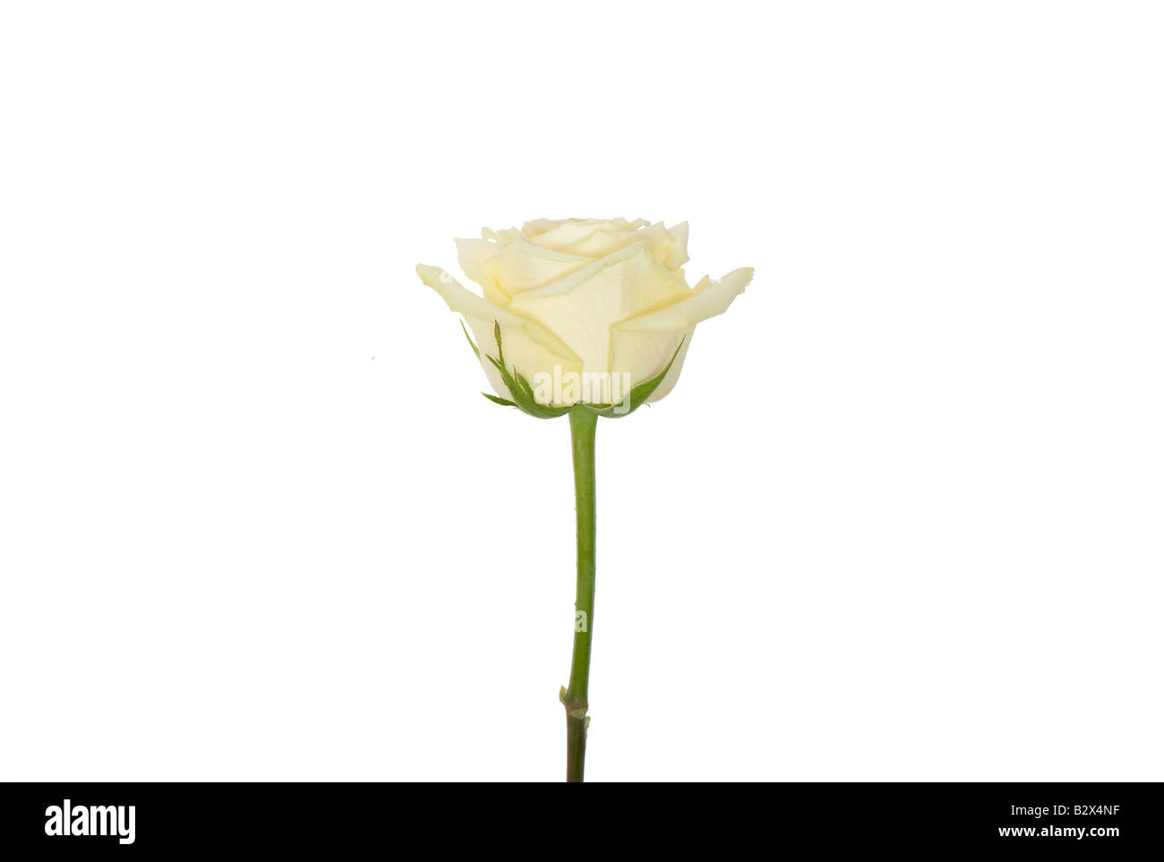 A single white rose Stock Photo - Alamy