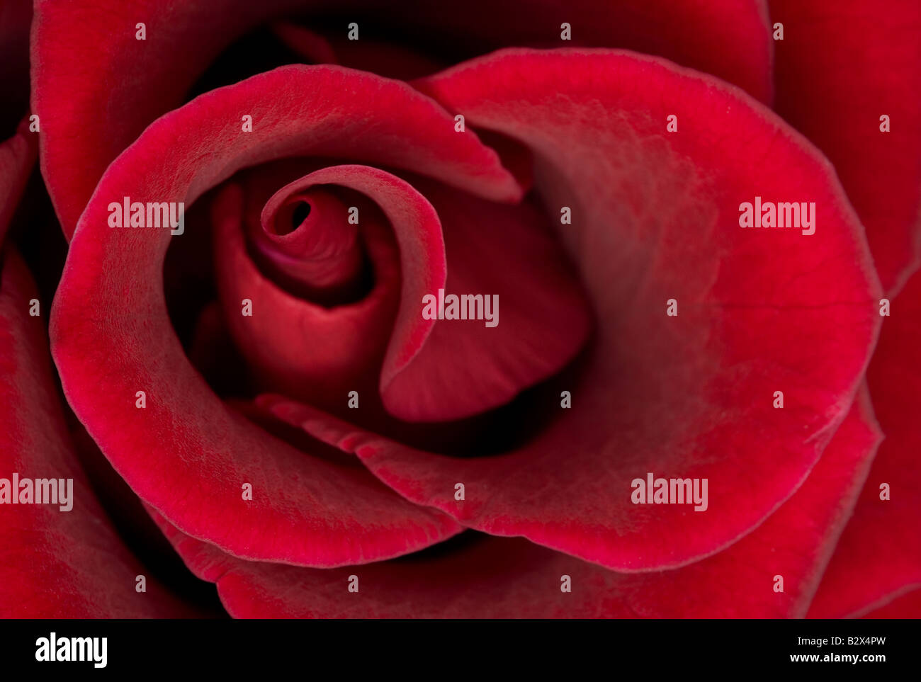 Close up detail of the petals of a red rose Stock Photo - Alamy