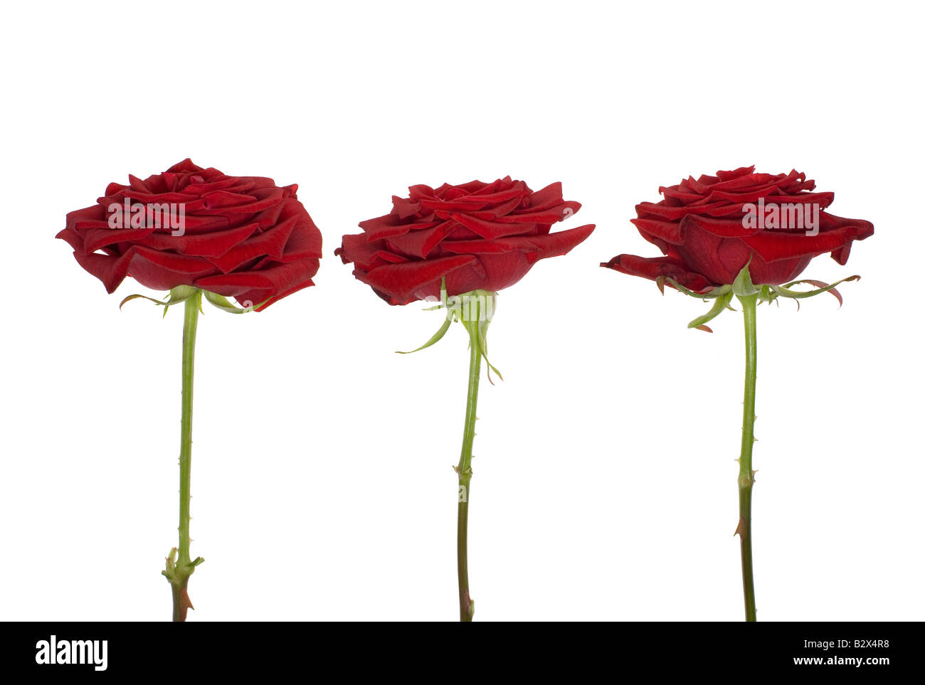 Three red roses Stock Photo - Alamy