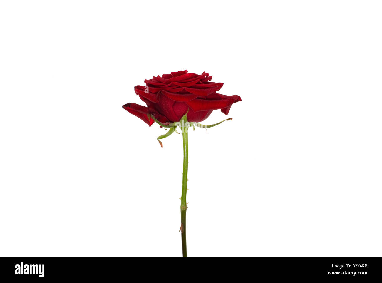 A single red rose Stock Photo - Alamy