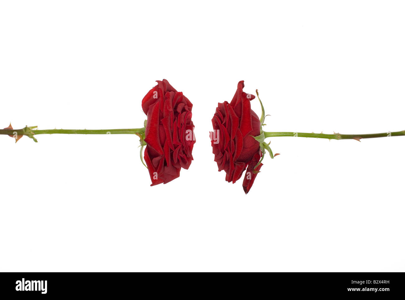 Two red roses facing each other Stock Photo - Alamy