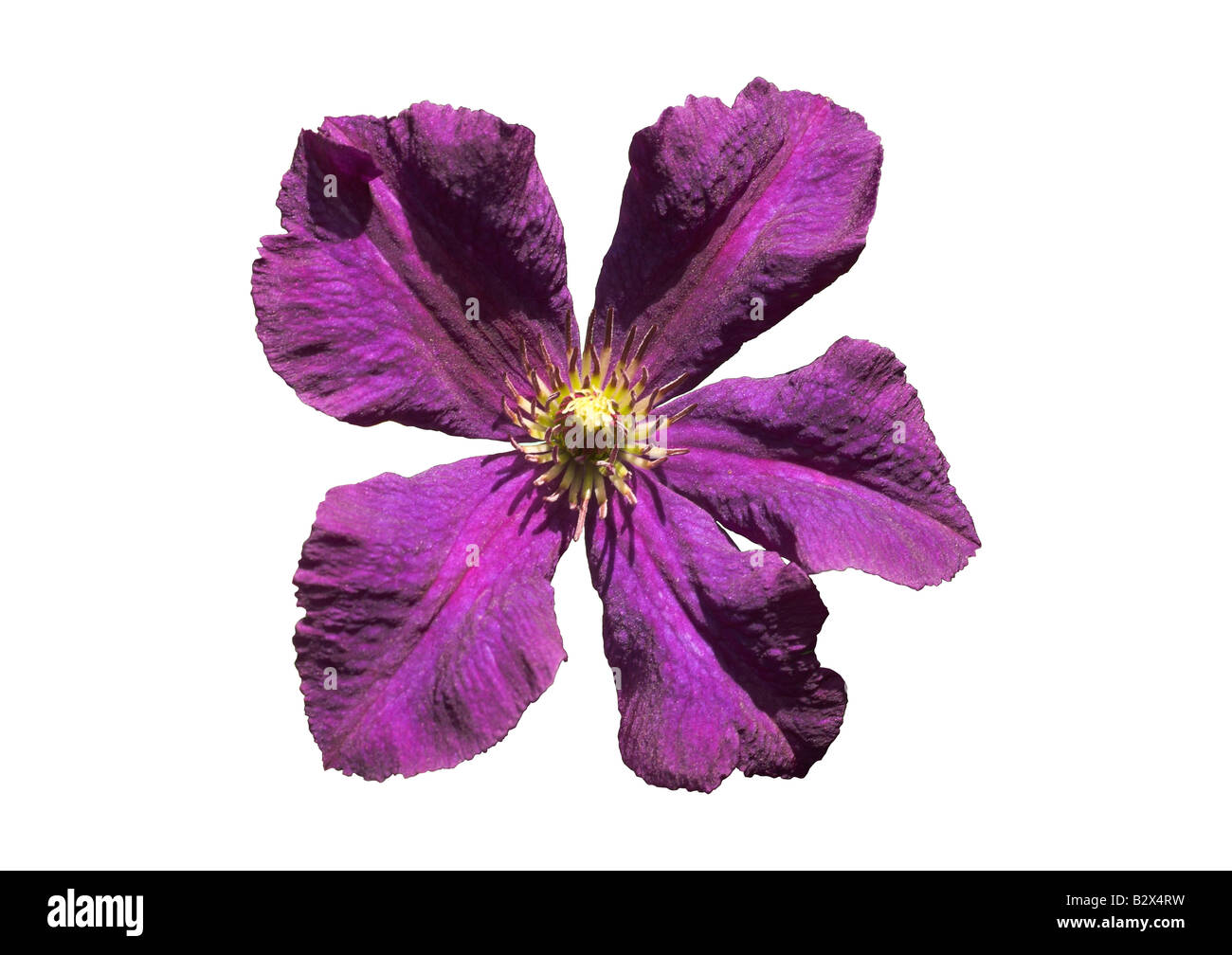Five petals Cut Out Stock Images & Pictures - Alamy