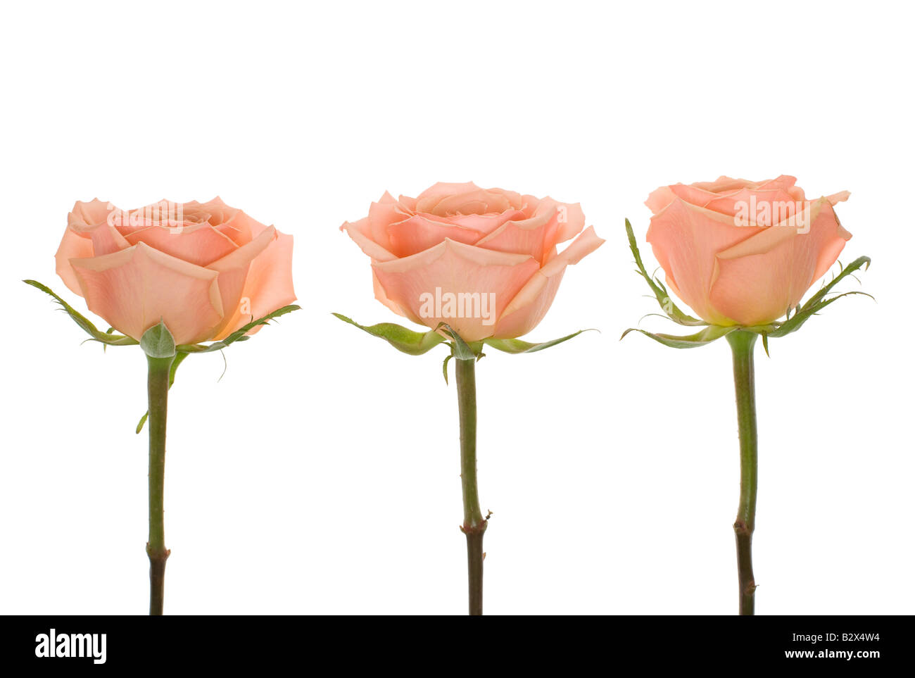 Three orange roses Stock Photo - Alamy