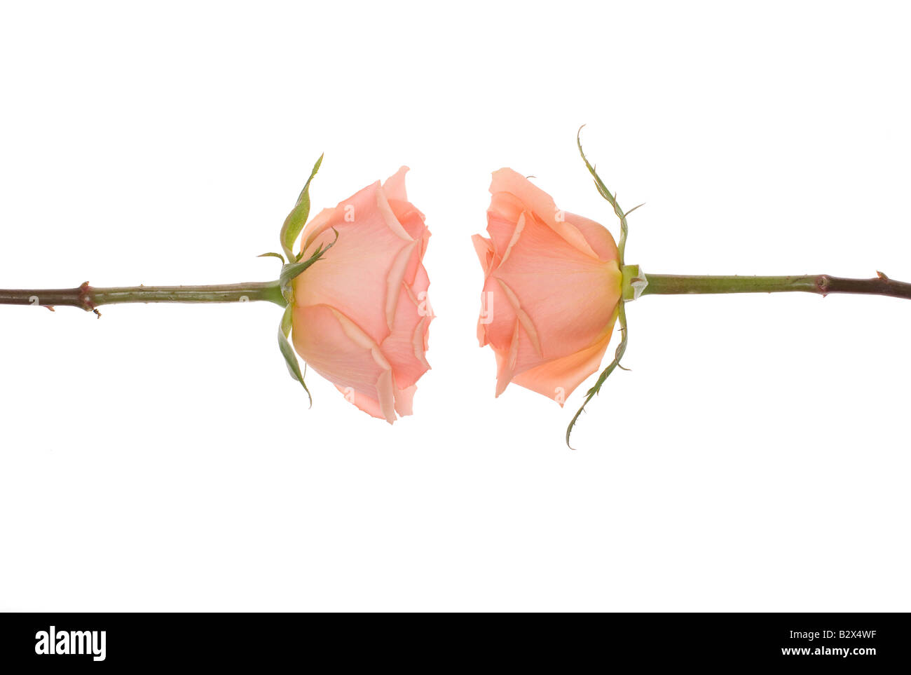 Two orange roses facing each other Stock Photo - Alamy