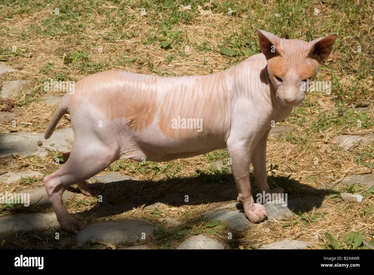 Hairless sphinx cat cat hi-res stock photography and images - Alamy