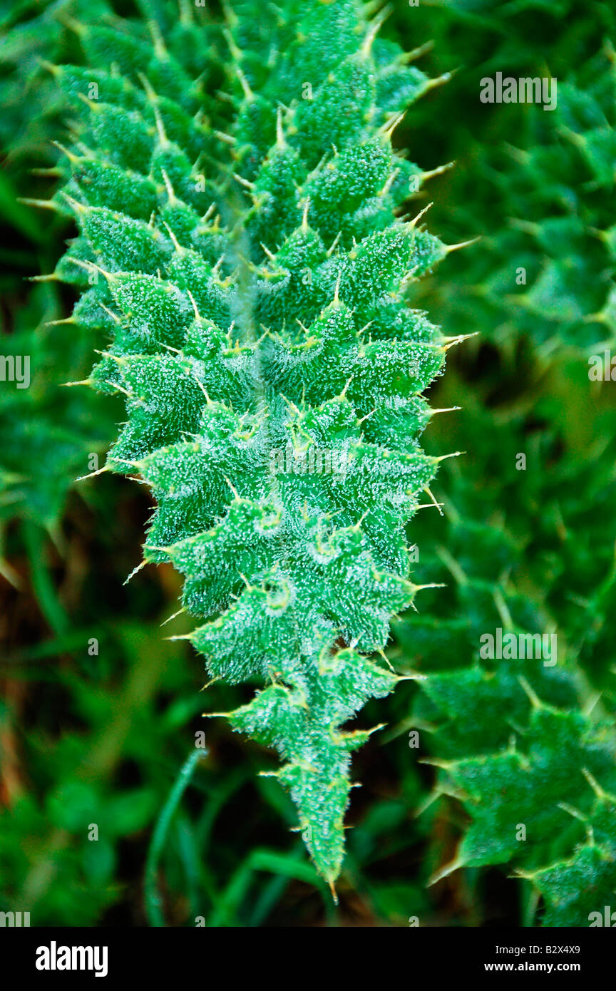 Wild plant leaf, Ooty Stock Photo - Alamy
