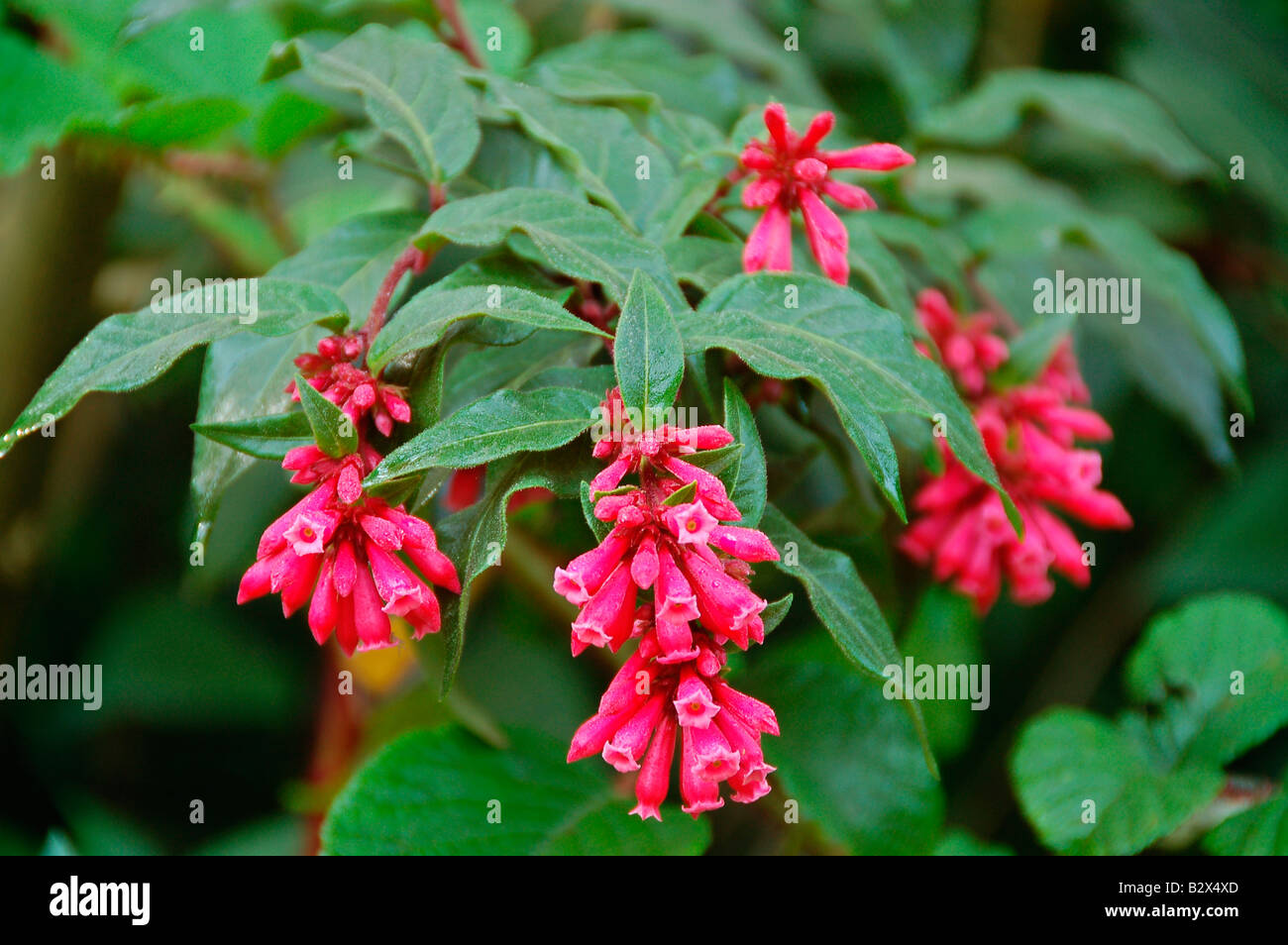 Wild plant ooty hi-res stock photography and images - Alamy