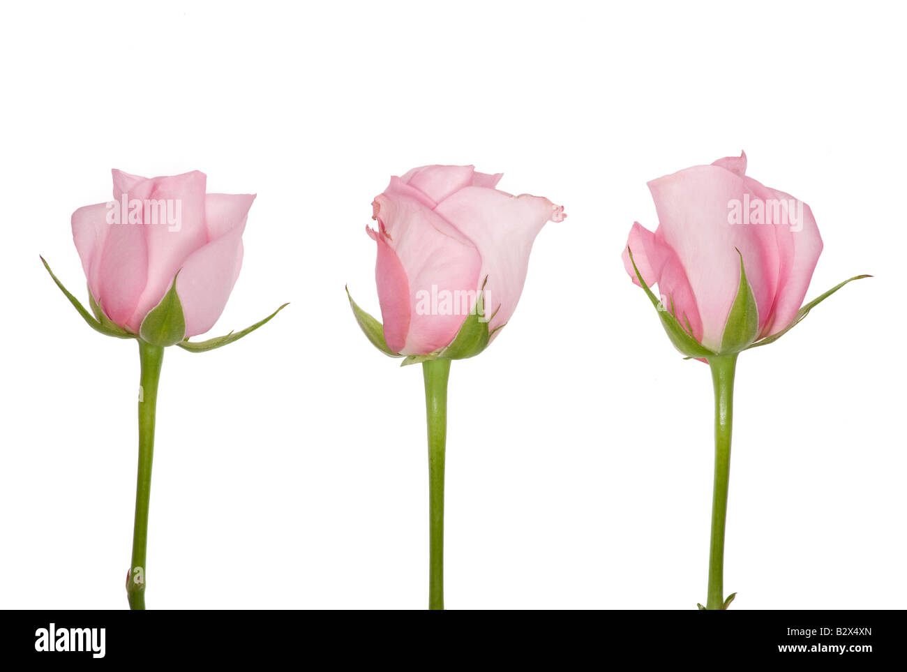 Three pink roses Stock Photo - Alamy