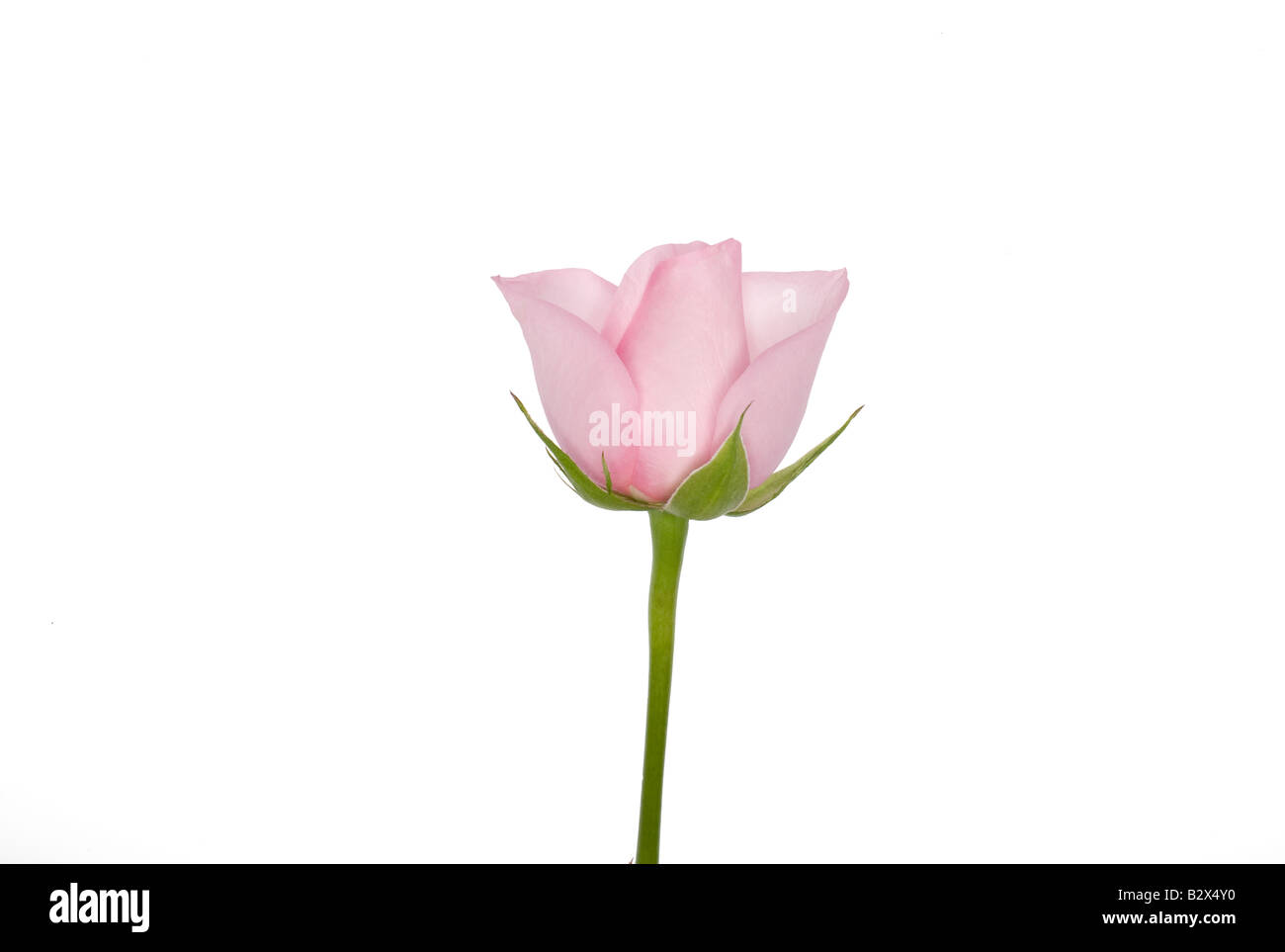 A single pink rose Stock Photo - Alamy
