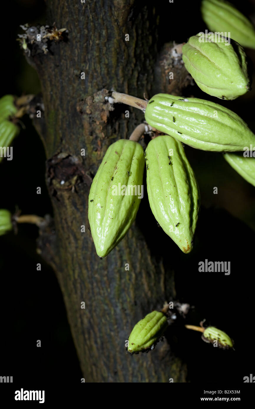 Cacao fruit pods Stock Photo - Alamy