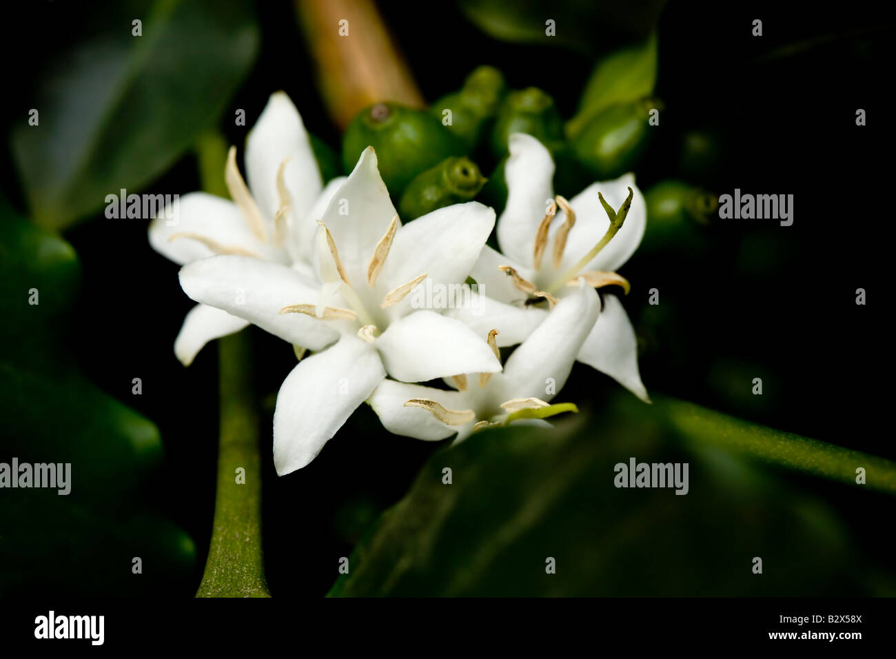 Arabian coffee coffea arabica hi-res stock photography and images - Alamy