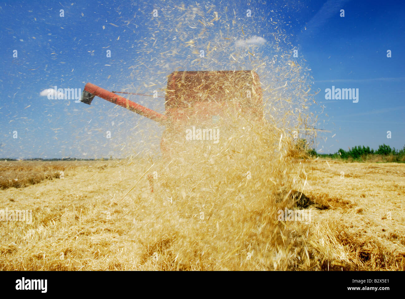 A combine harvester cutting a field of corn, summer Stock Photo - Alamy